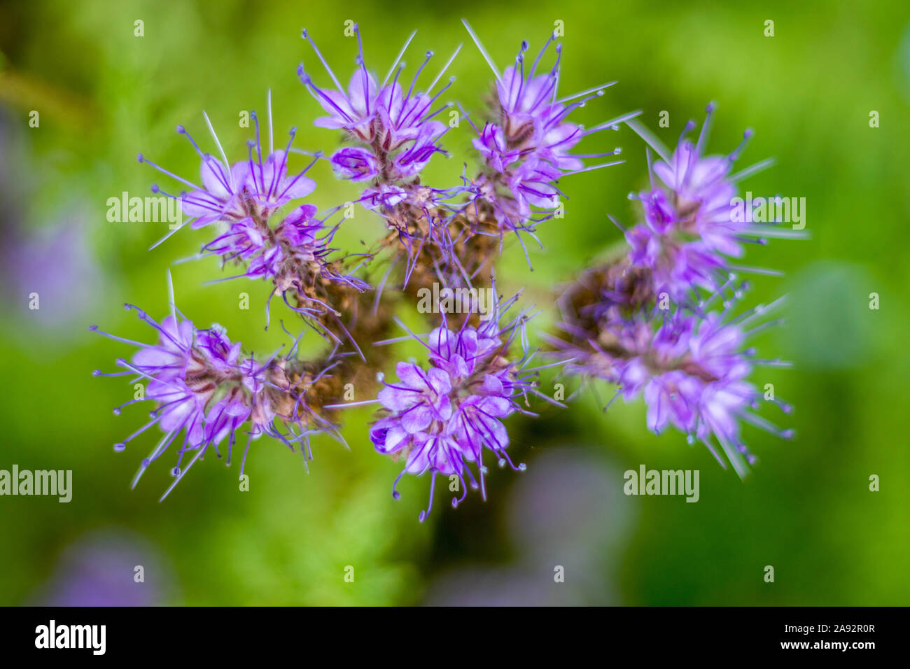 Flower of autum hi-res stock photography and images - Alamy