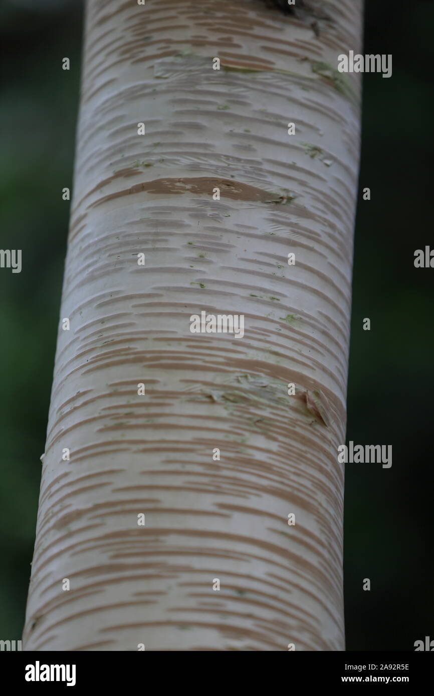 Emanii hi-res stock photography and images - Alamy