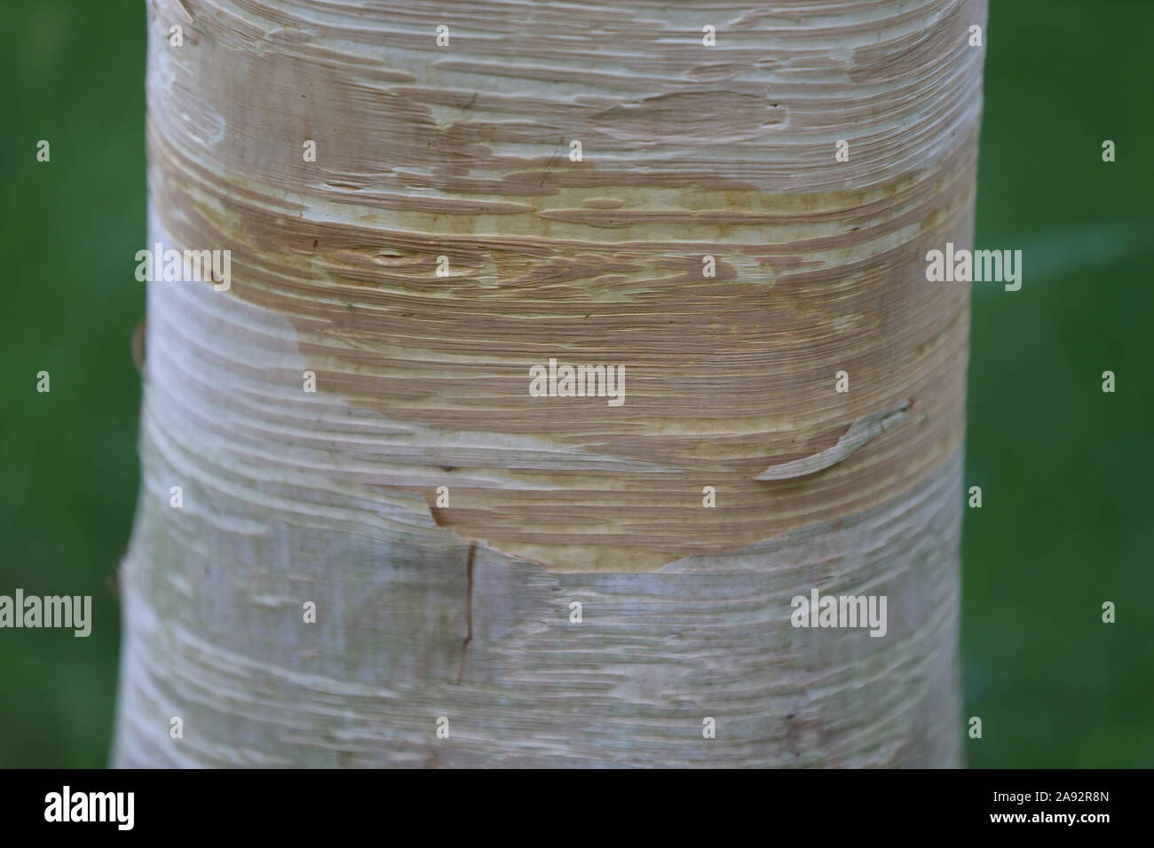 Emanii hi-res stock photography and images - Alamy