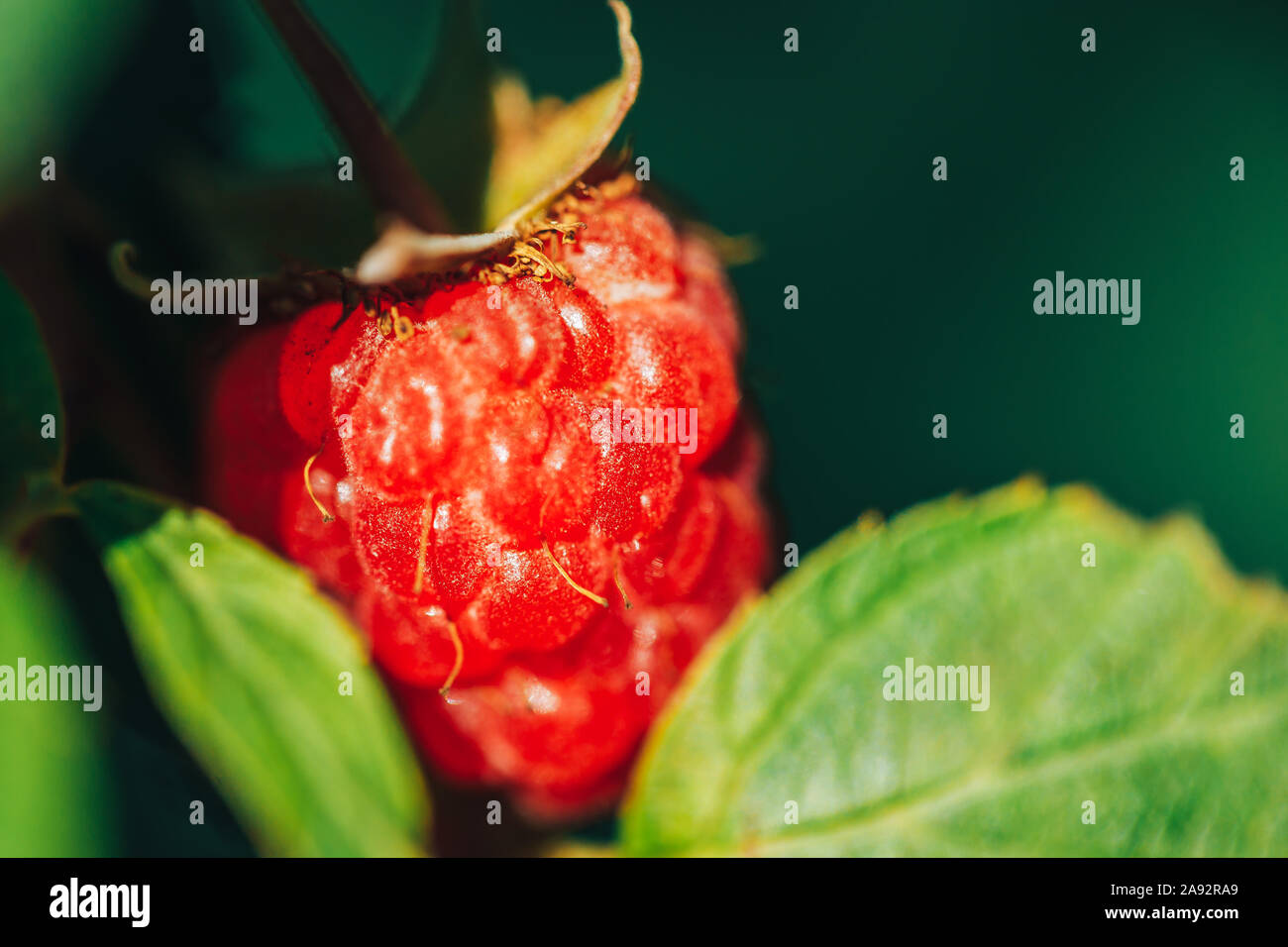 Juicy ripe raspberry close up macro photo in garden Stock Photo - Alamy