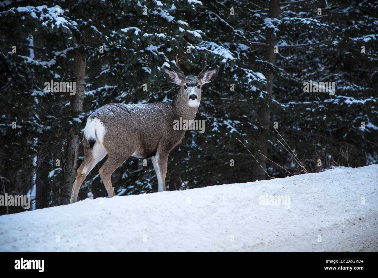 Wild deer in Canadian Rocky Mountains in Winter Stock Photo - Alamy