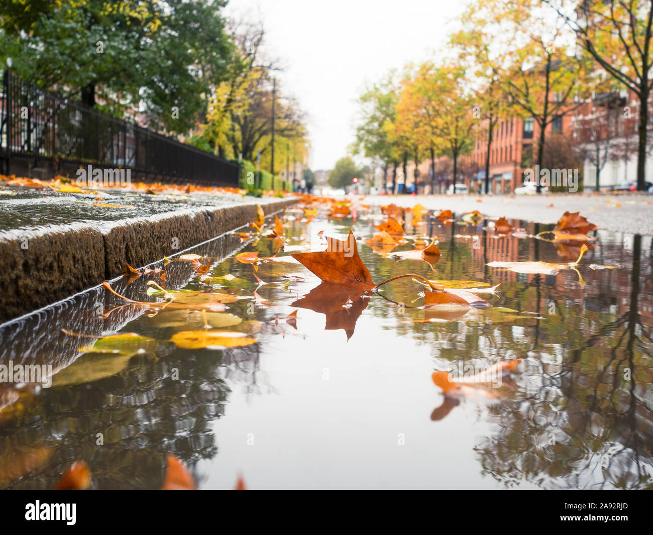 Fallen leaves in puddle Stock Photo - Alamy