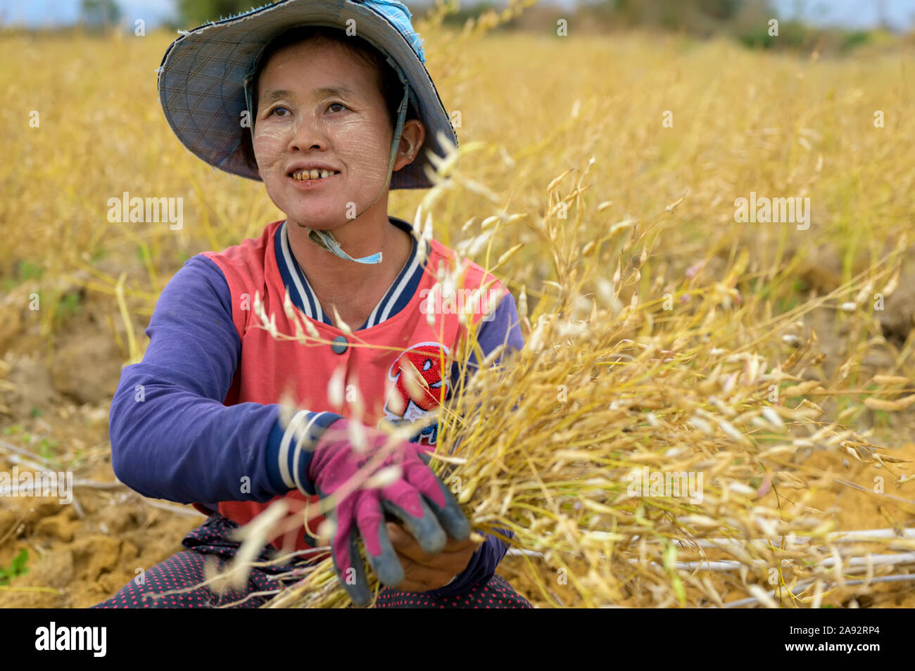 Grain farming hi-res stock photography and images - Alamy