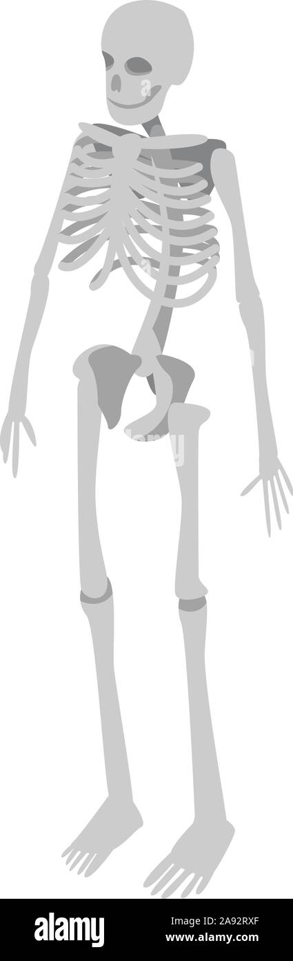 Human skeleton icon, isometric style Stock Vector Image & Art - Alamy