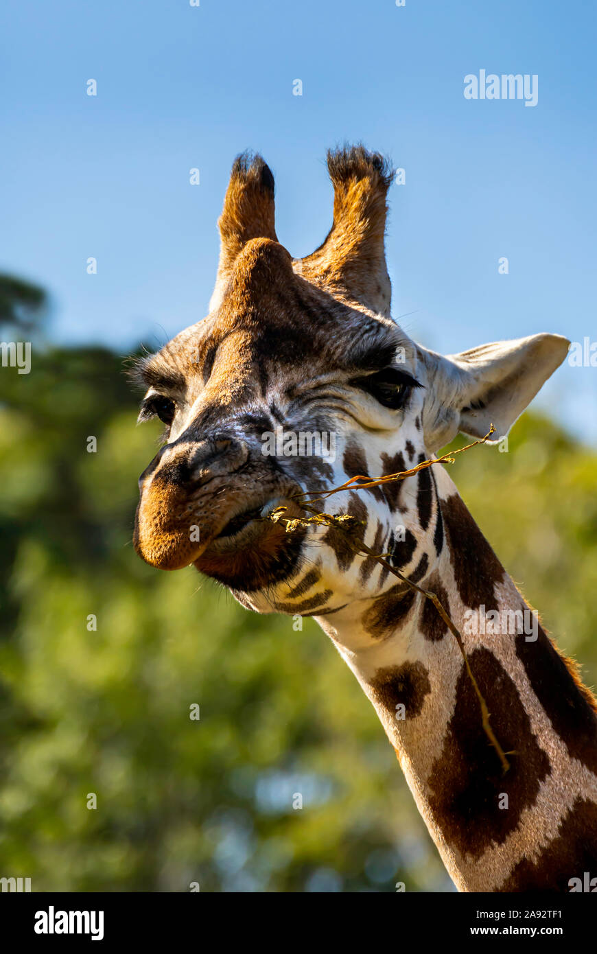 Giraffe paignton zoo devon hi-res stock photography and images - Alamy