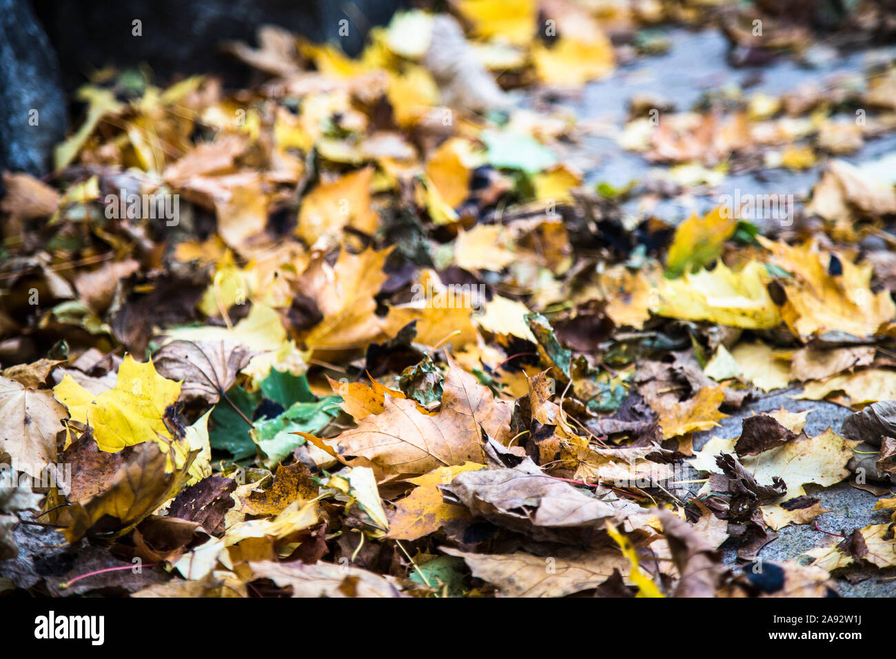 Fallen Autumn leaves shattered on the ground Stock Photo - Alamy