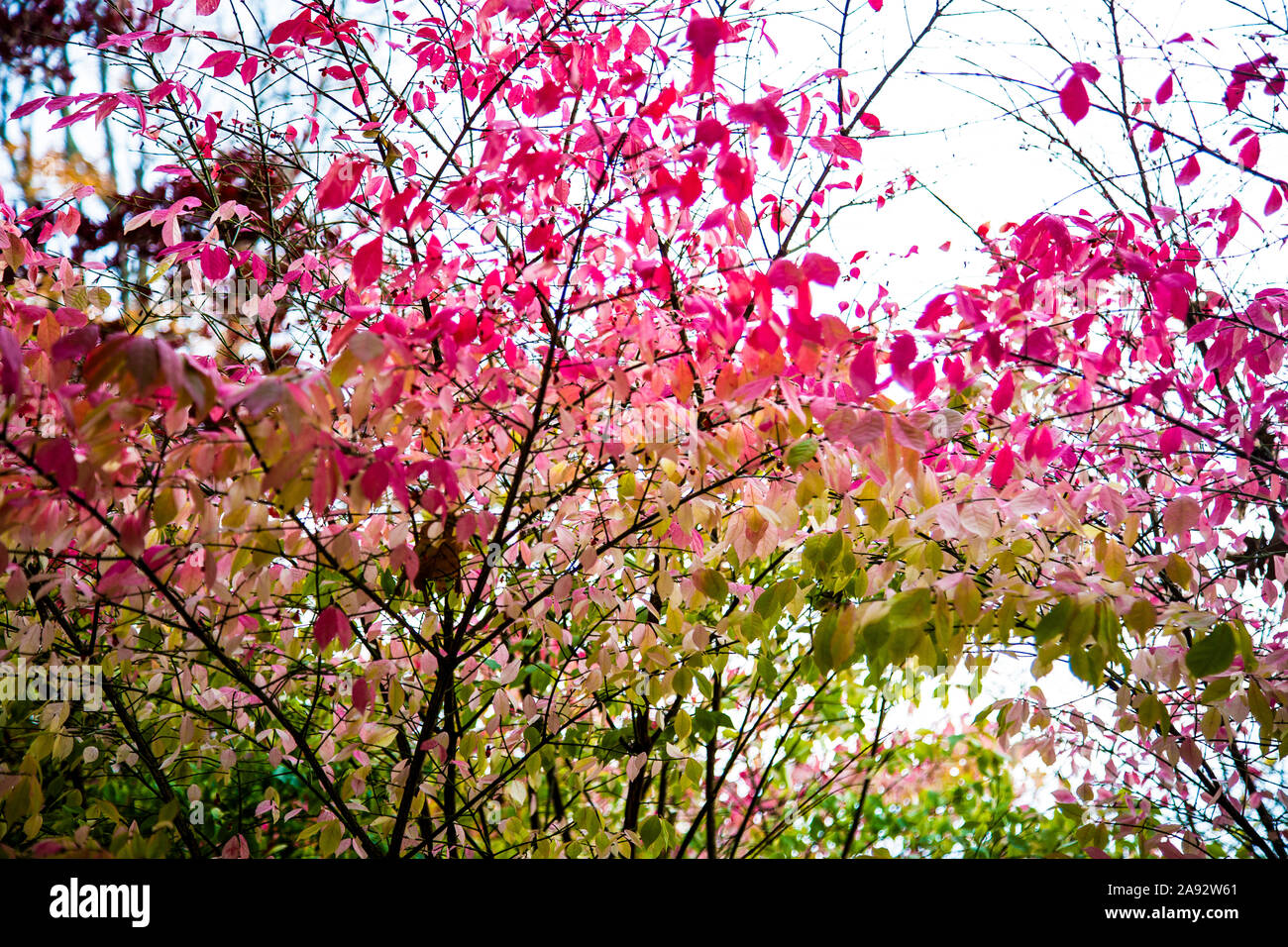 Autumn leaves changing colour Stock Photo - Alamy