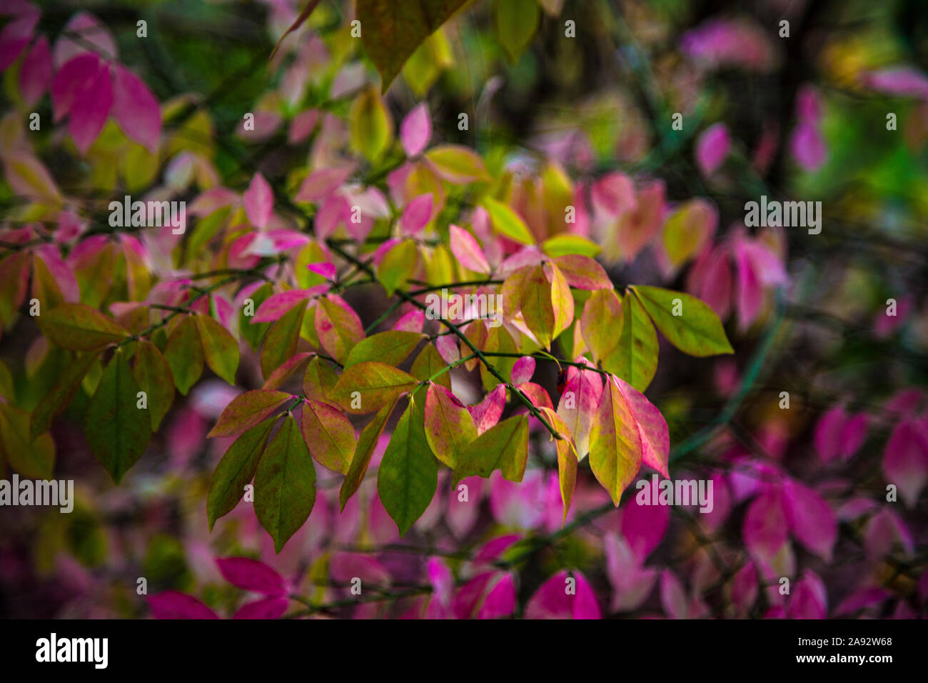 Autumn leaves changing colour Stock Photo - Alamy