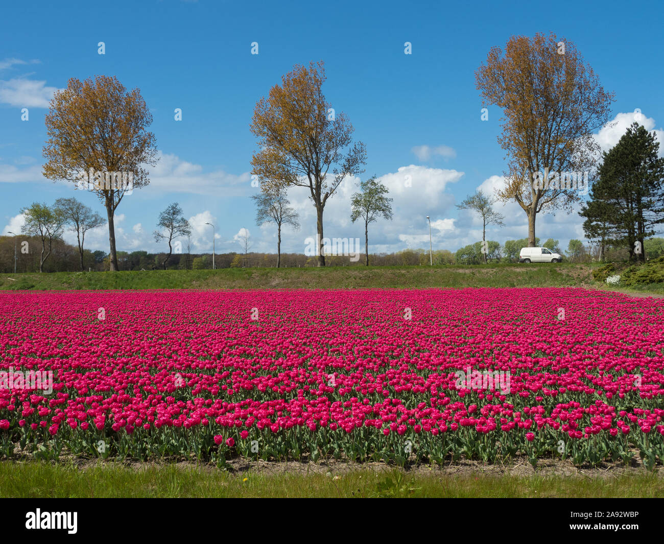 Tulip bulb fields hi-res stock photography and images - Alamy