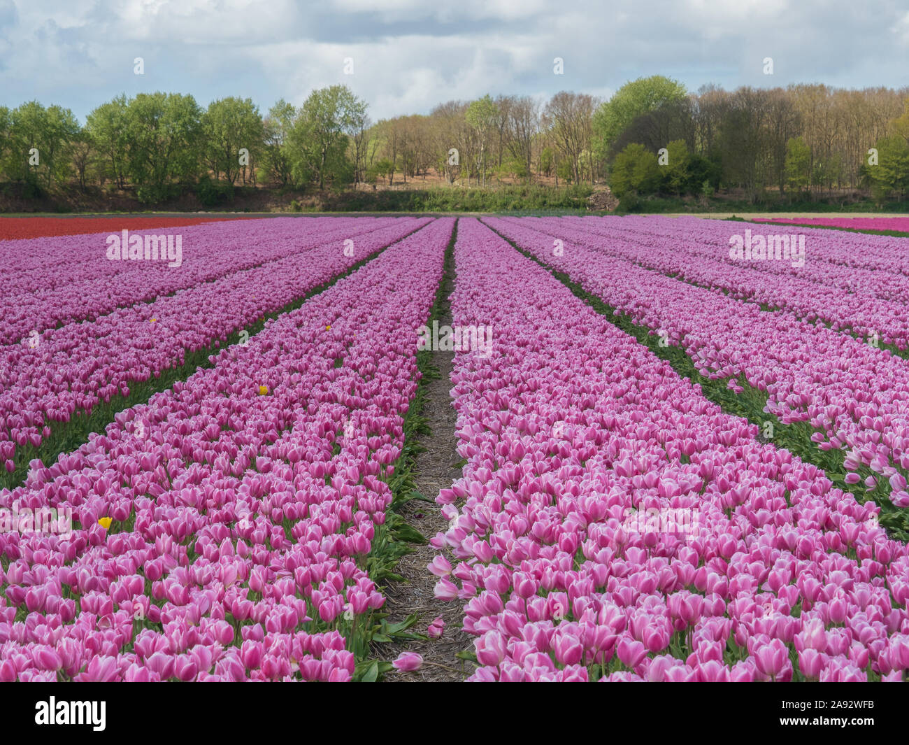 Tulip bulb fields hi-res stock photography and images - Alamy