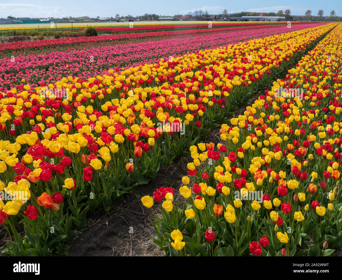 Bulb fields hi-res stock photography and images - Alamy