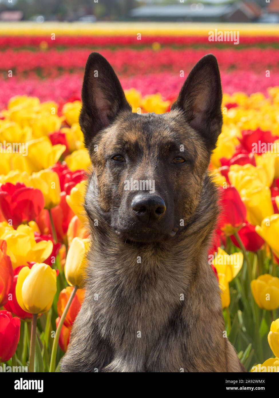 Dutch shepherd dog hi-res stock photography and images - Alamy