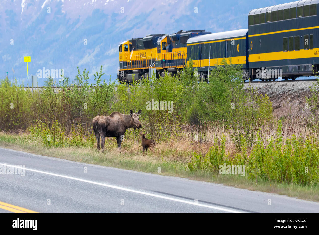 Cow tracks hi-res stock photography and images - Alamy