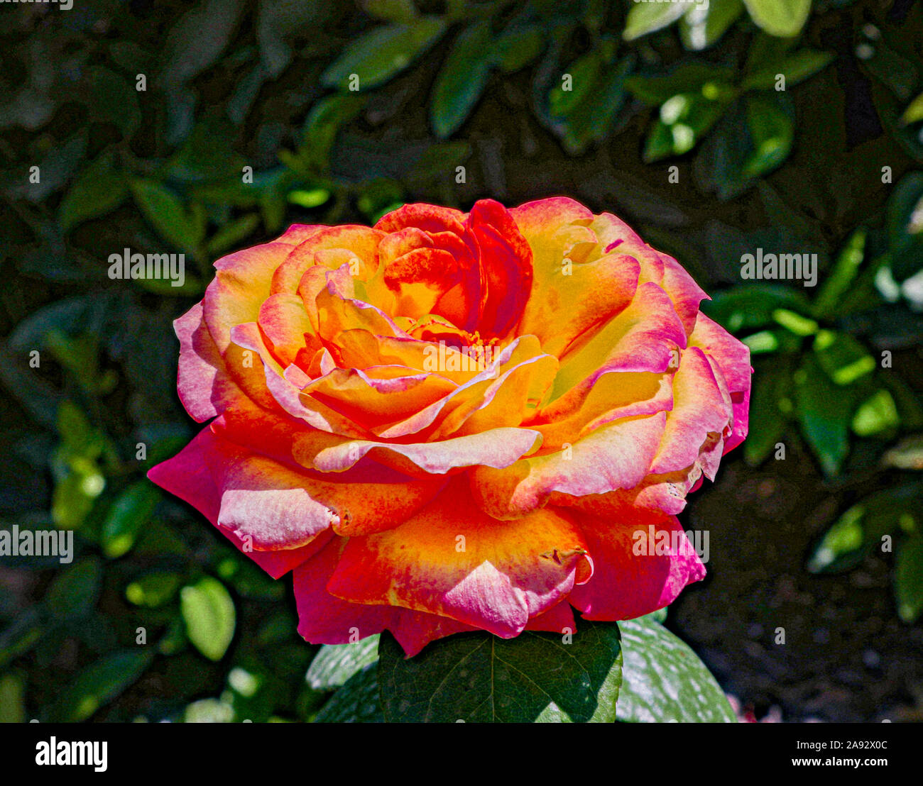 Natasha rose hi-res stock photography and images - Alamy