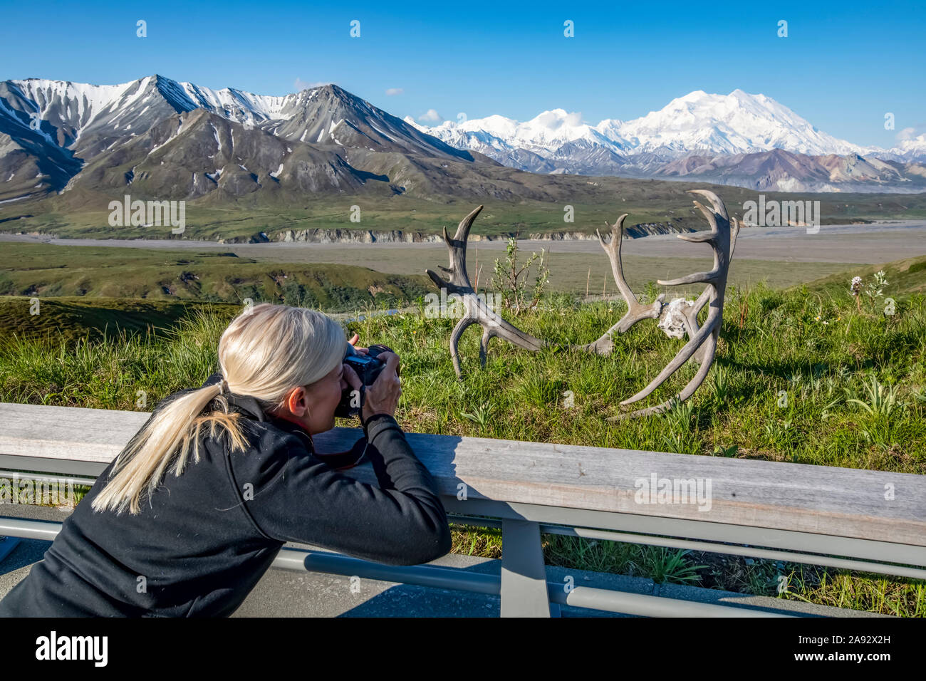 A female visitor to Denali National Park and Preserve takes a photo of ...