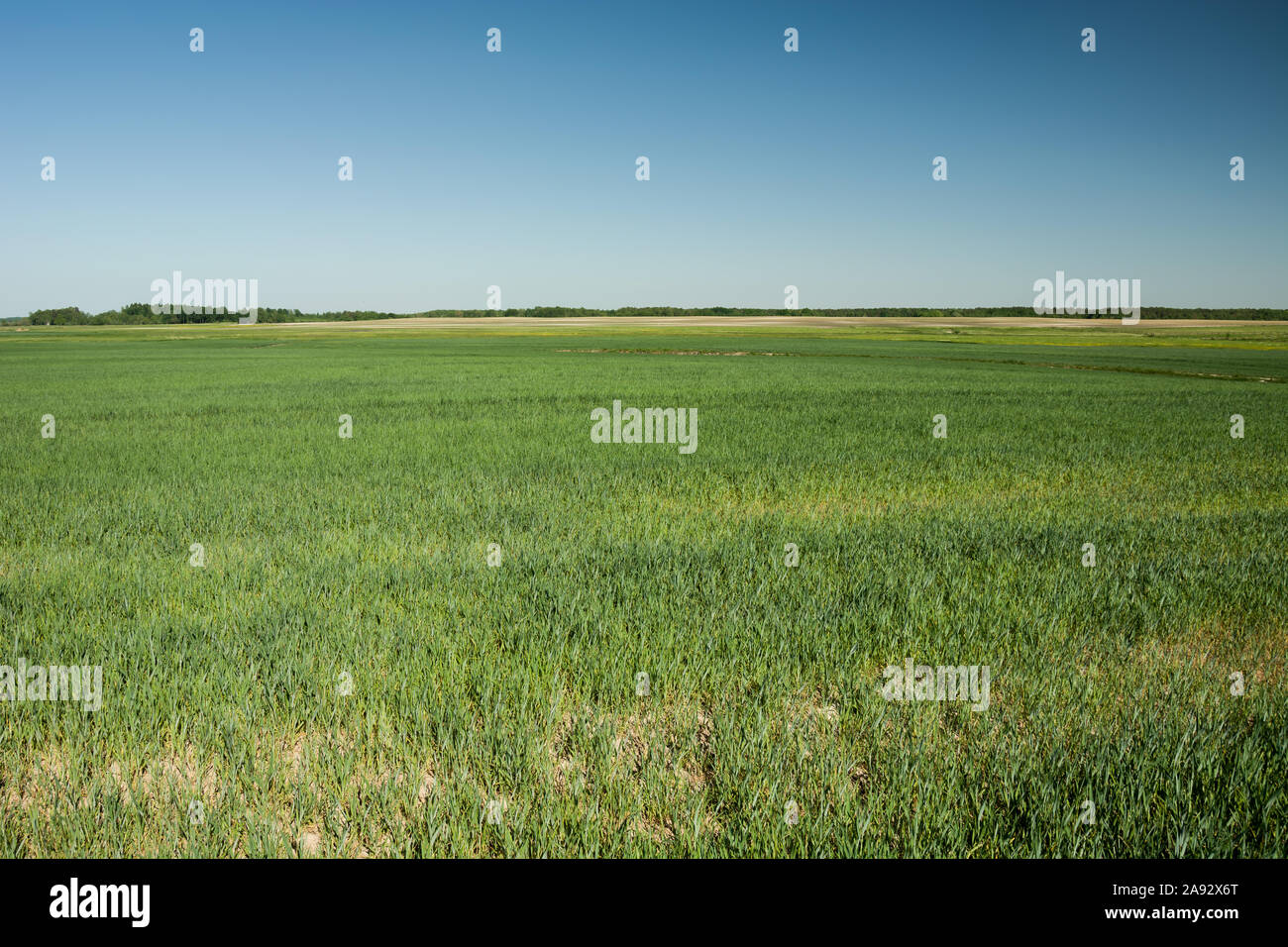 Green large field, horizon and clear blue sky Stock Photo - Alamy