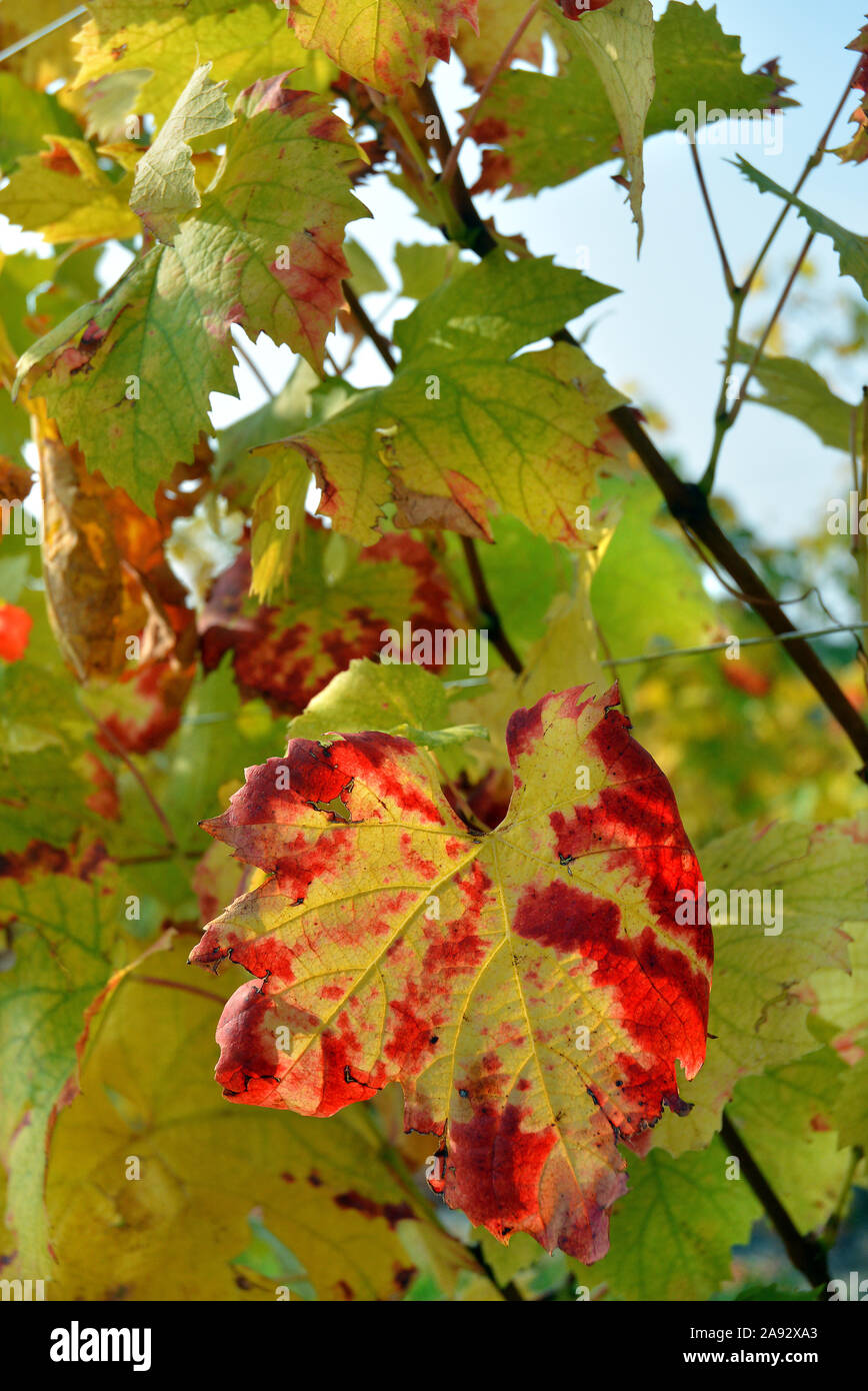 Colorful grapevine tree leaves Stock Photo - Alamy