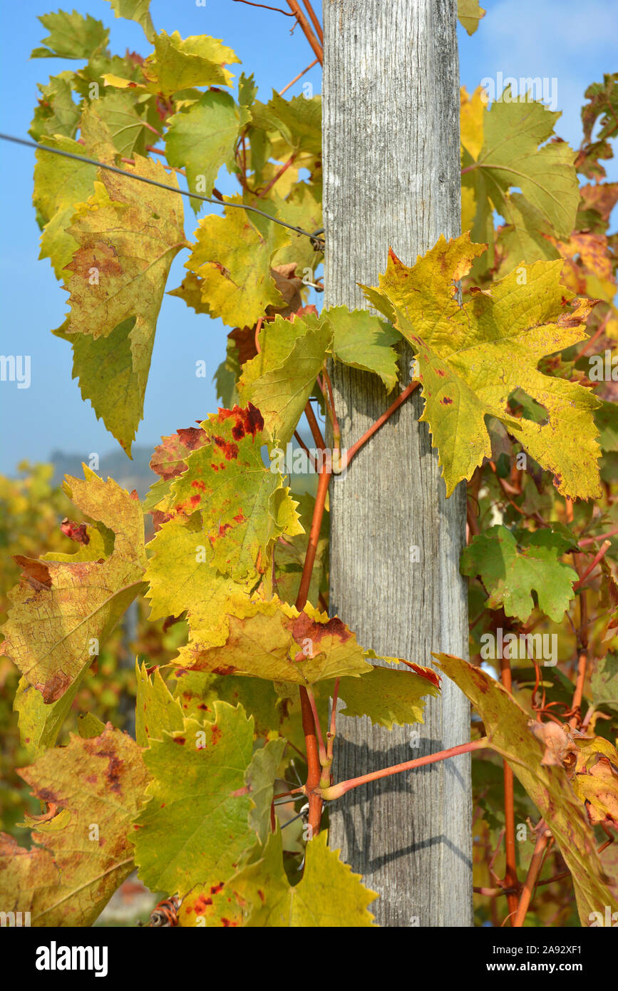 Colorful grapevine tree leaves Stock Photo - Alamy