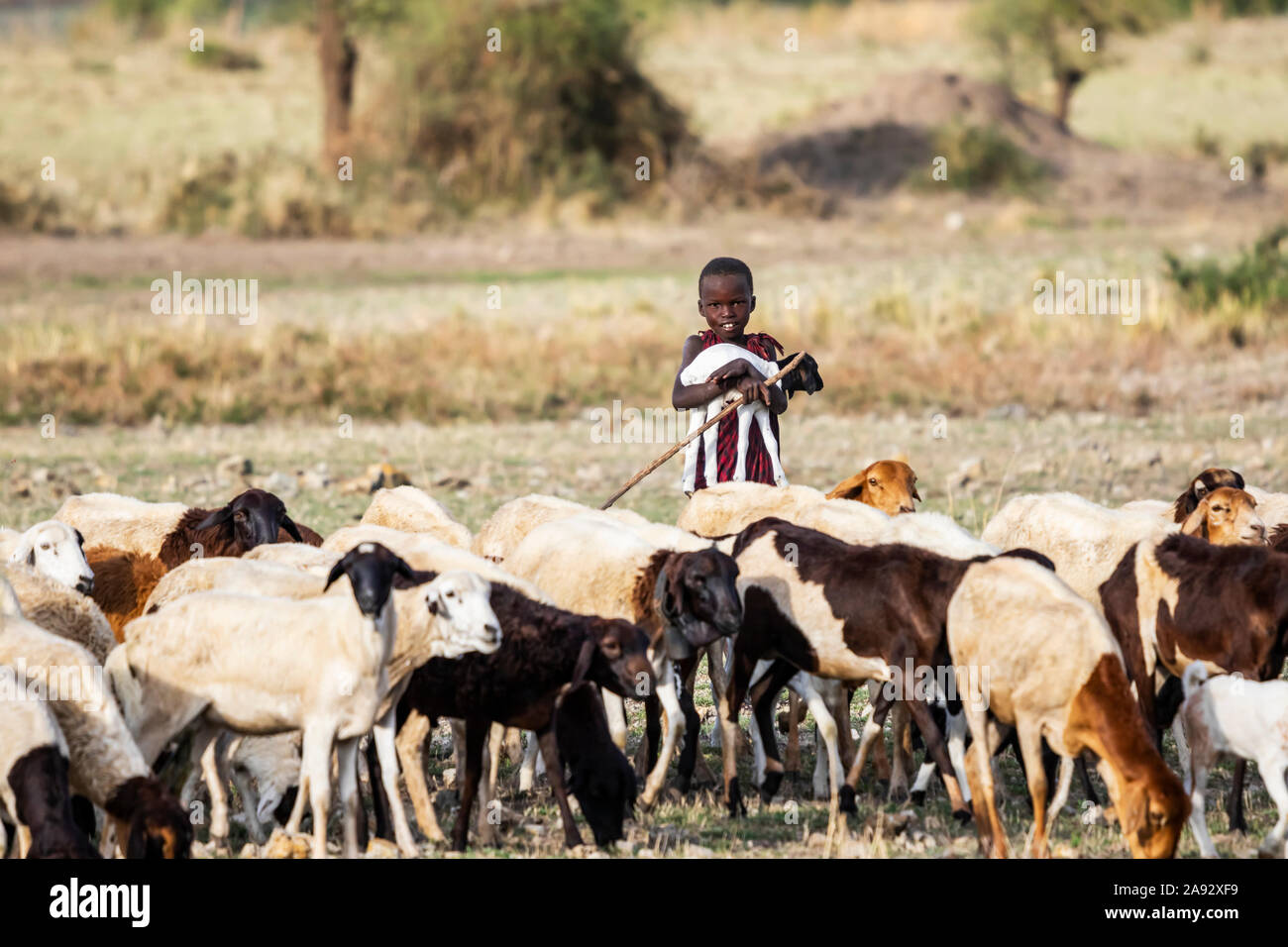 Sheep herder hi-res stock photography and images - Alamy