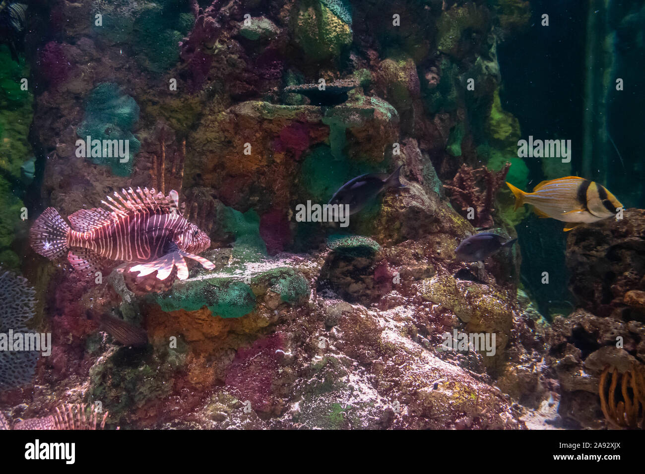 Orlando, Florida. November 06, 2019. Colorful fish at Aquarium in ...