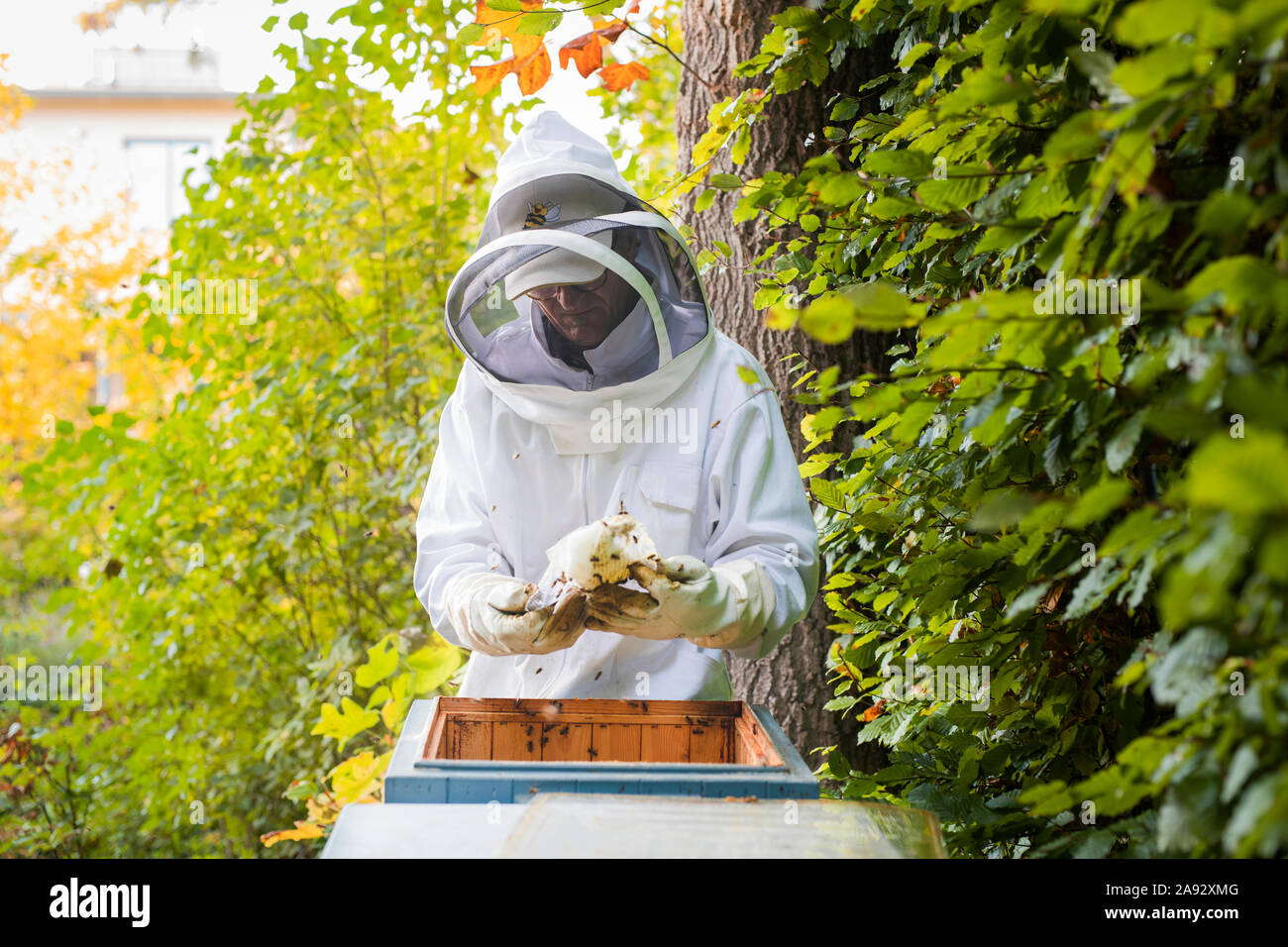 Hobby beekeeper hi-res stock photography and images - Alamy