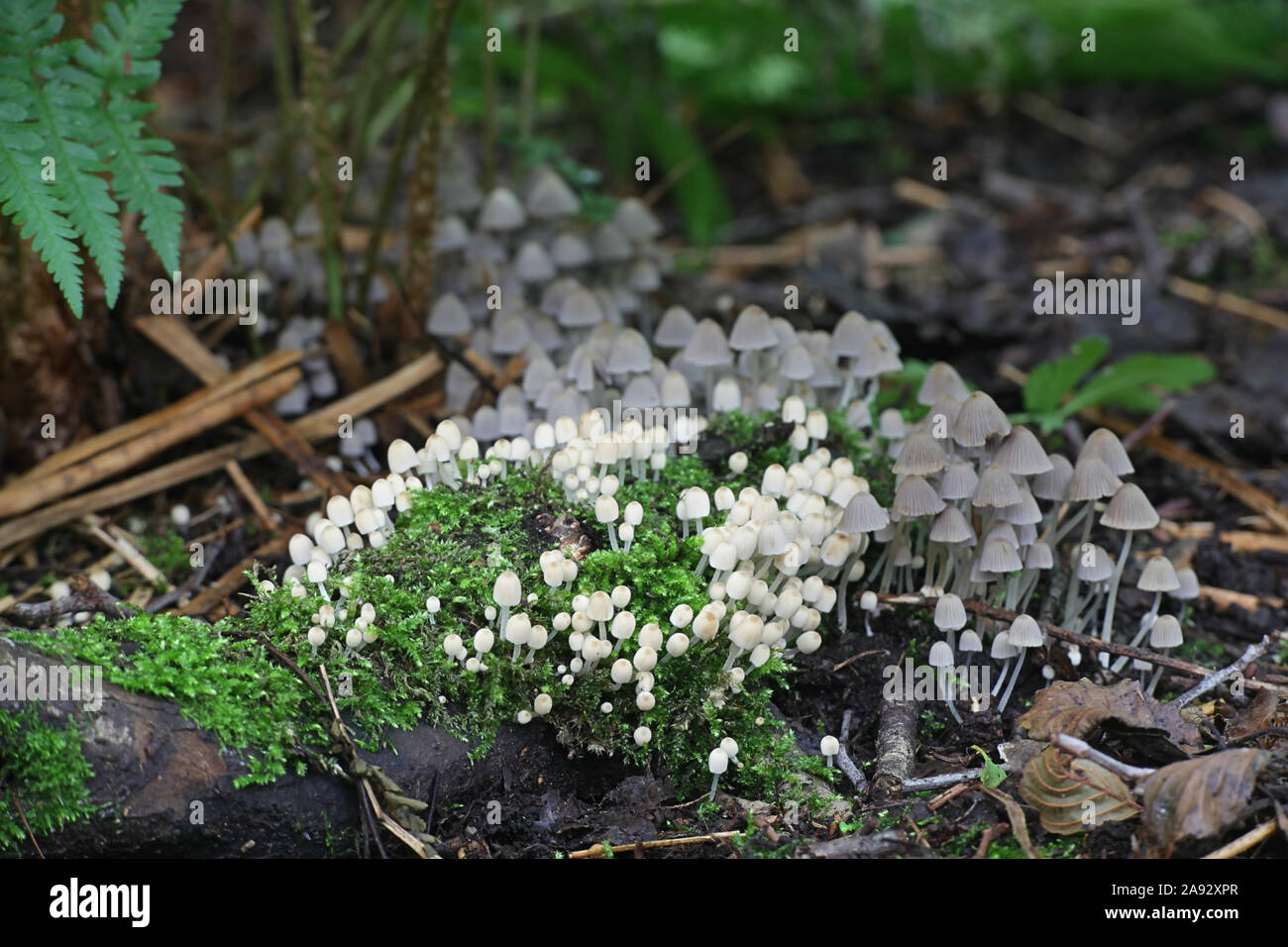 Coprinellus disseminatus (formerly Coprinus disseminatus), known as ...