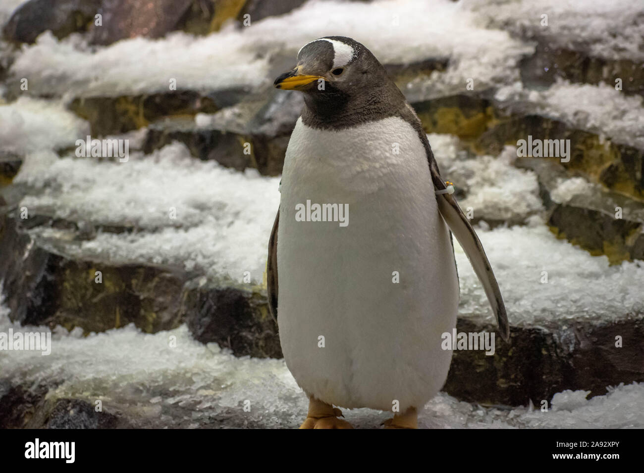 Orlando, Florida. November 06, 2019. Emperor Penguin in Antarctica area ...