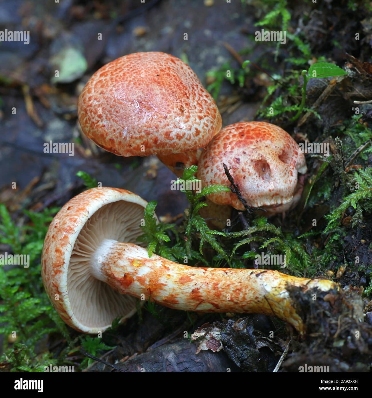 Cortinarius bolaris, known as Dappled Webcap, wild mushroom from ...