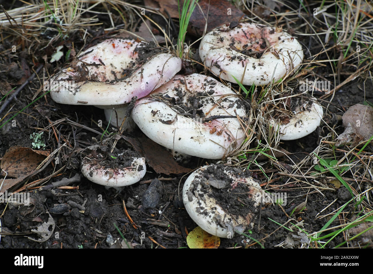 Lactarius controversus, known as the Blushing Milkcap, a wild edible ...
