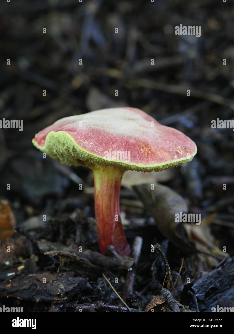 Xerocomus fennicus, red bolete from Finland Stock Photo - Alamy
