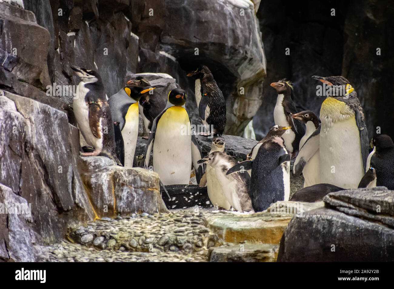 Orlando, Florida. November 06, 2019. Emperor penguins in Antarctica ...