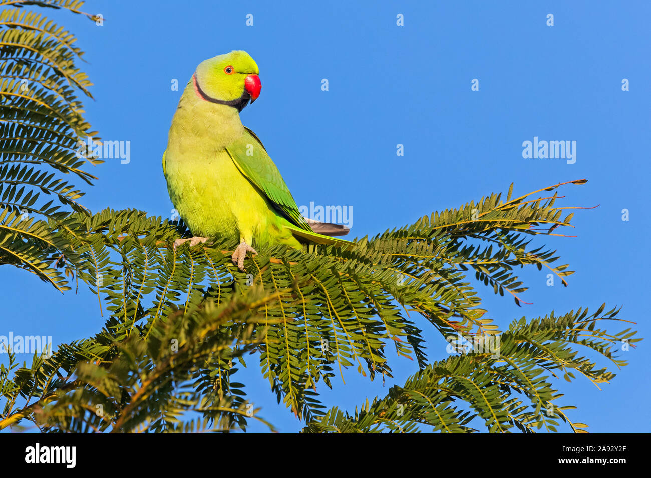 Halsbandsittich hi-res stock photography and images - Alamy