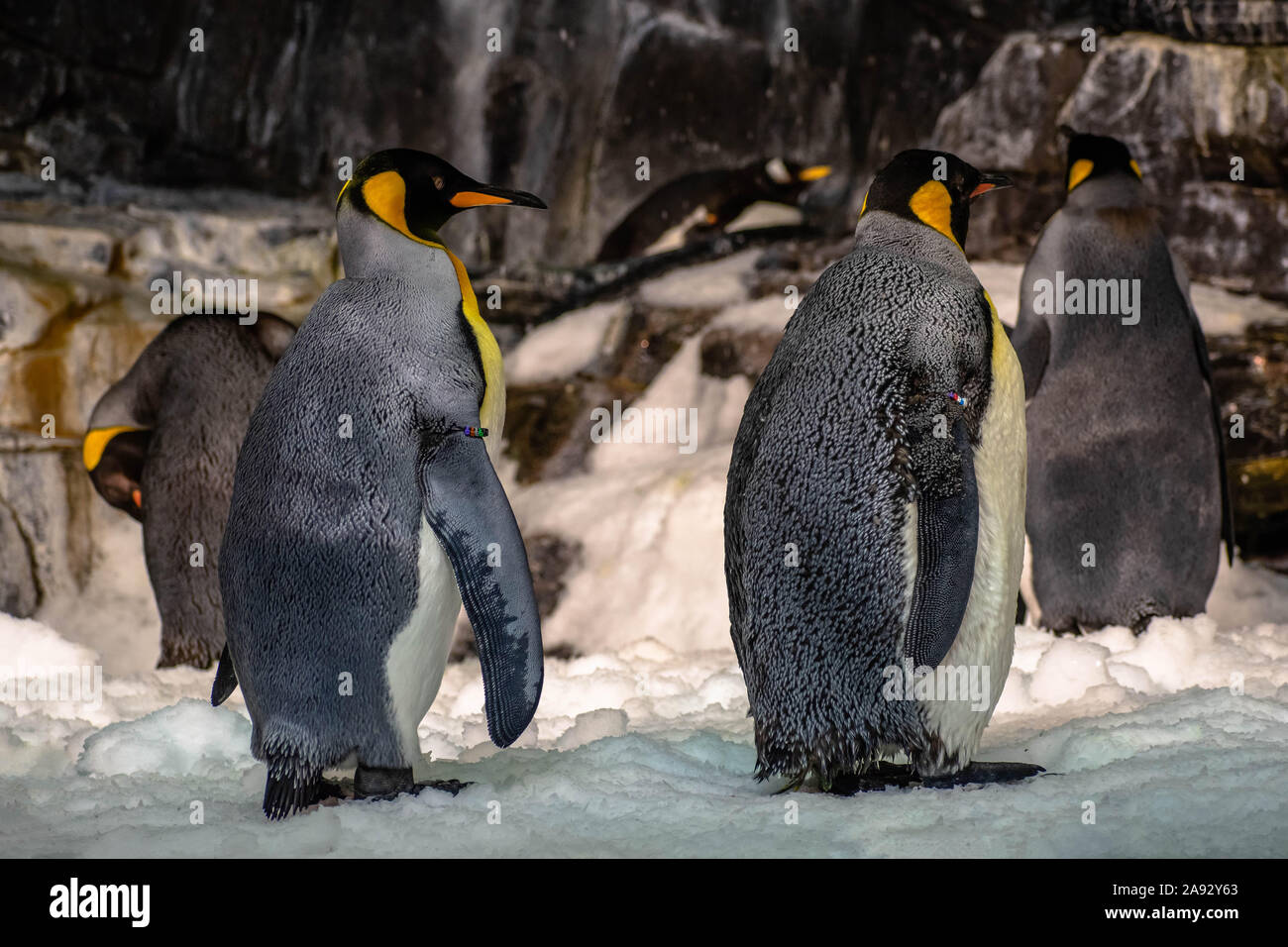 Orlando, Florida. November 06, 2019. Emperor penguins in Antarctica ...