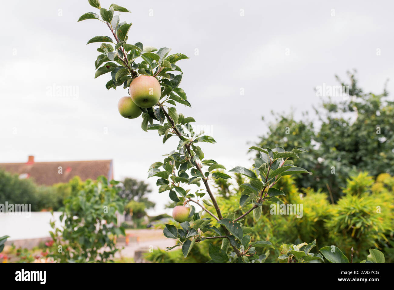Tree branch focus hi-res stock photography and images - Alamy