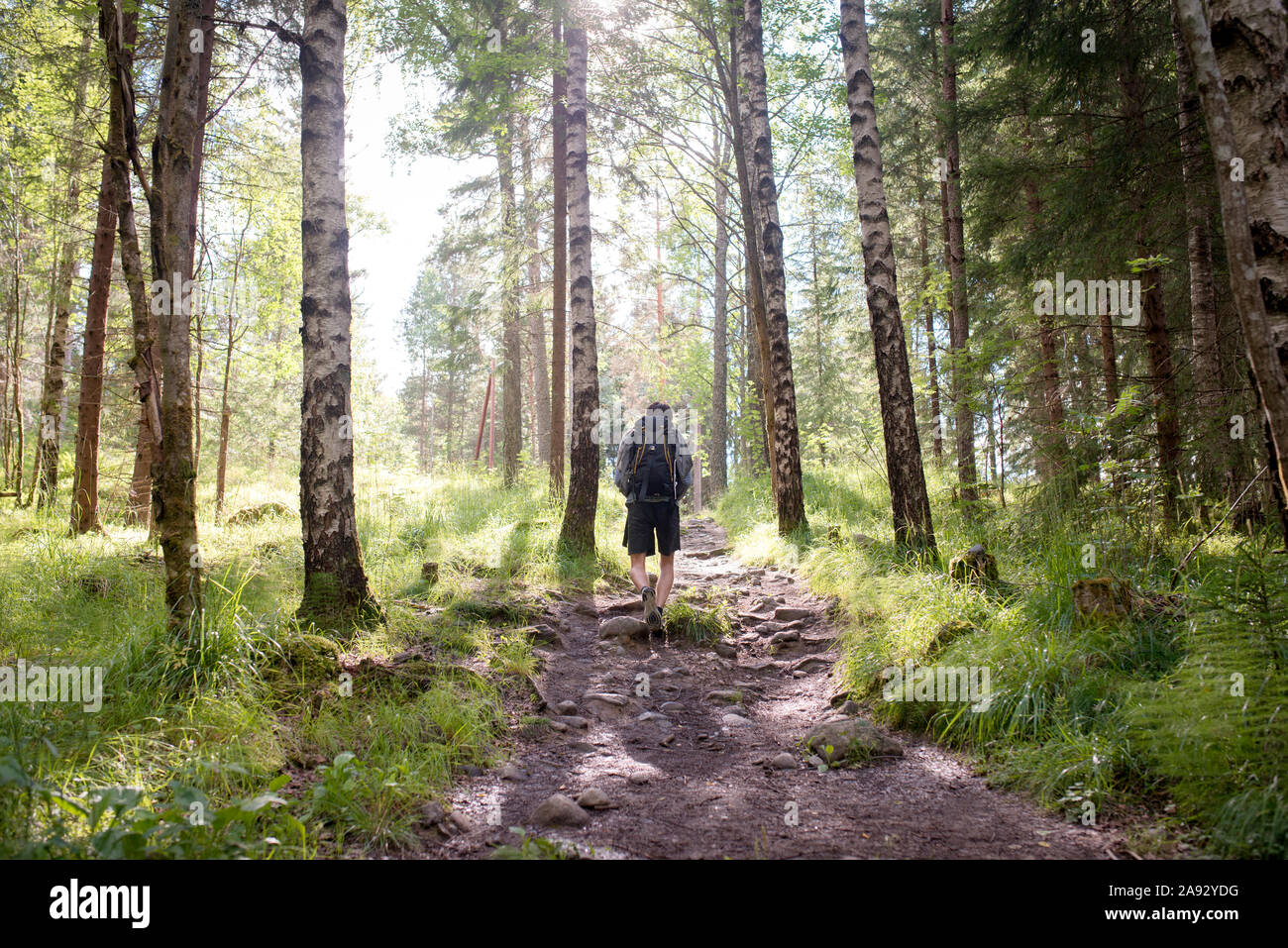 Man walking in forest Stock Photo - Alamy
