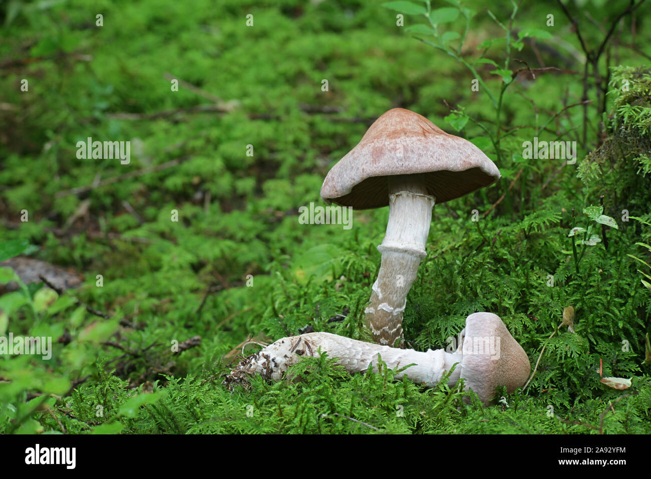 Cortinarius laniger, known as Woolly Webcap, wild mushroom from Finland ...