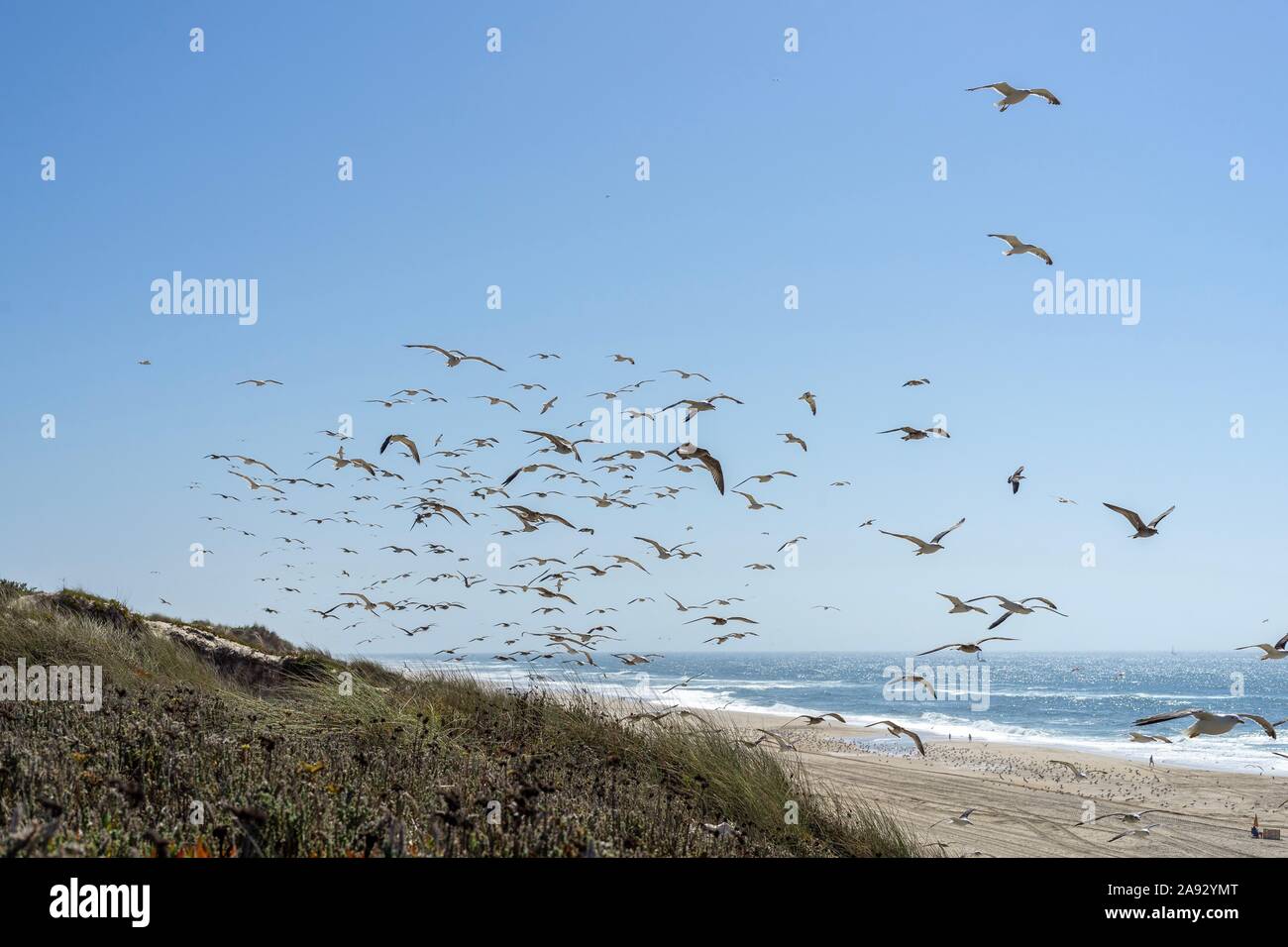 Flying sea animals outdoor beach hi-res stock photography and images ...