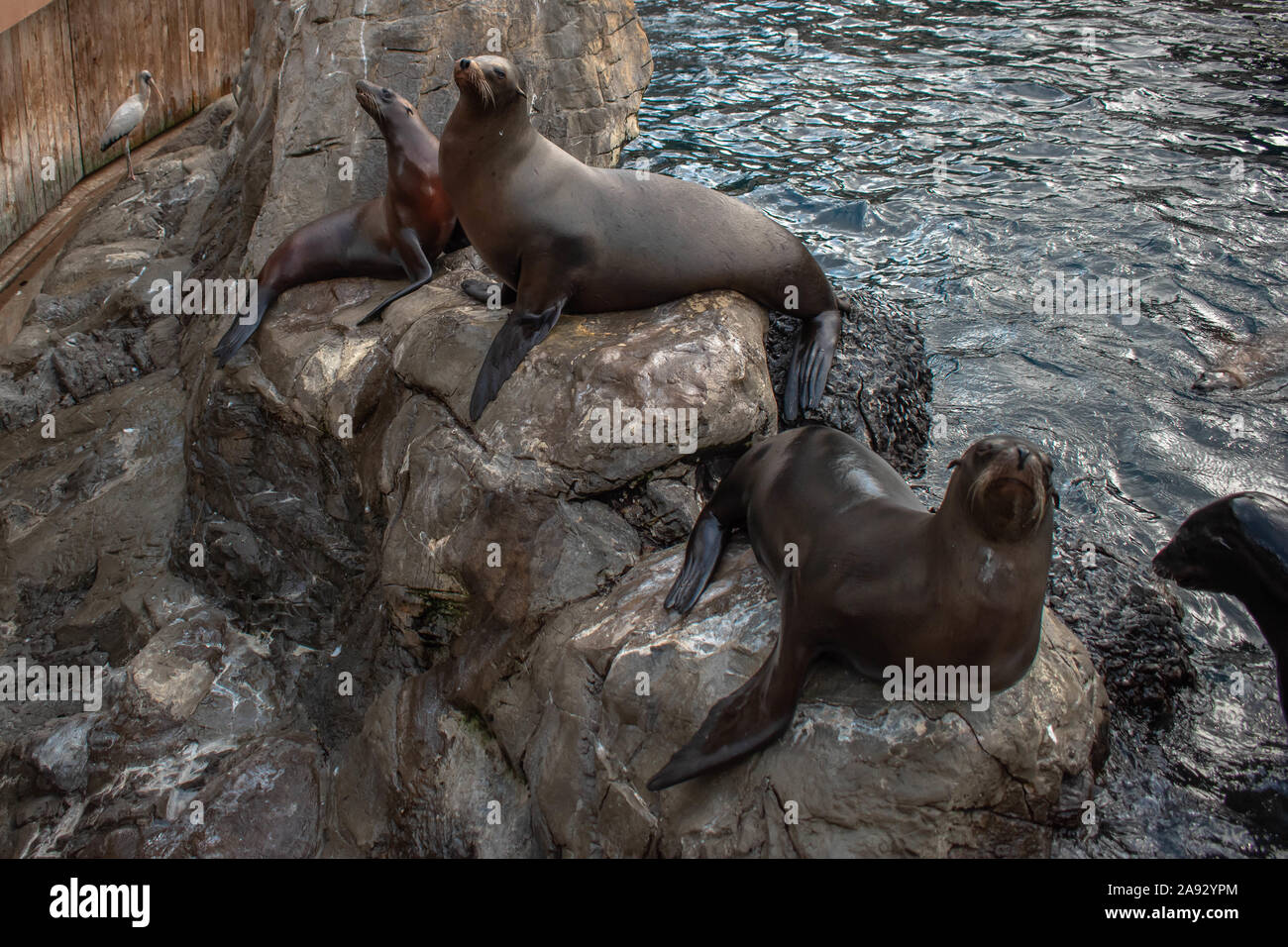 Orlando, Florida. November 06, 2019. Nice Sea Lions at Seaworld Stock ...