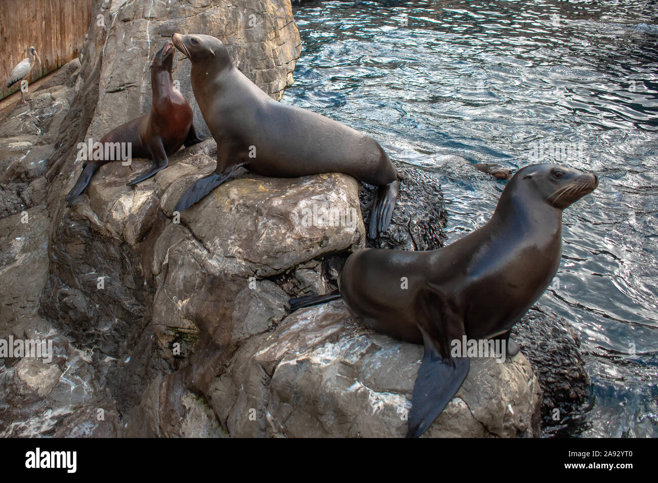 Orlando, Florida. November 06, 2019. Nice Sea Lions at Seaworld Stock ...
