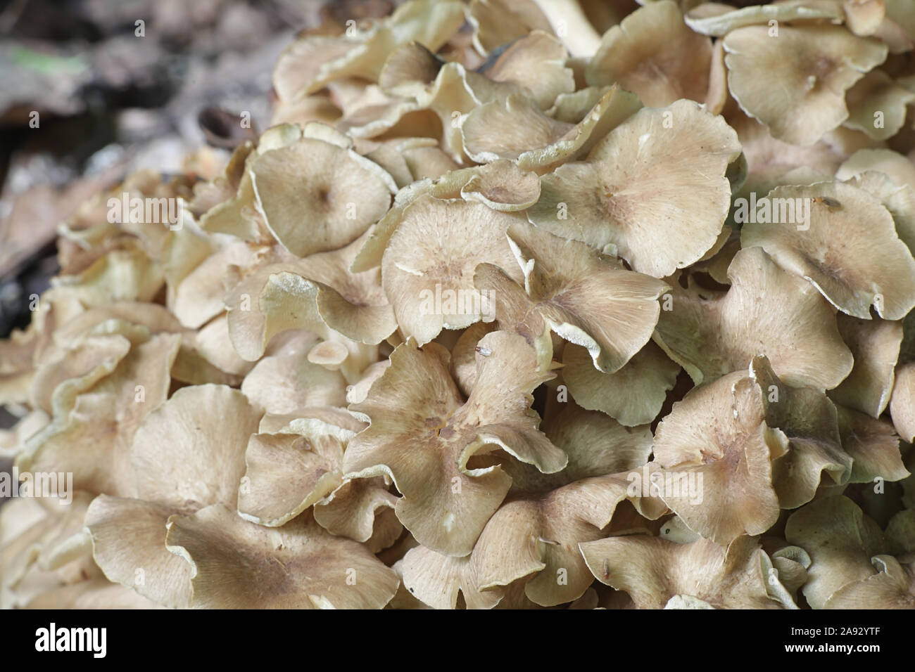 Polyporus umbellatus is a rare, edible species of mushroom, known as ...
