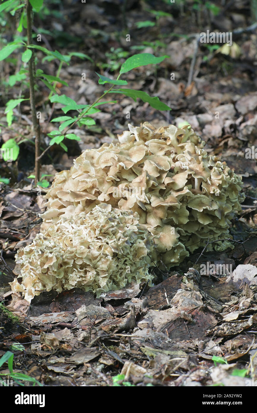 Polyporus umbellatus is a rare, edible species of mushroom, known as ...