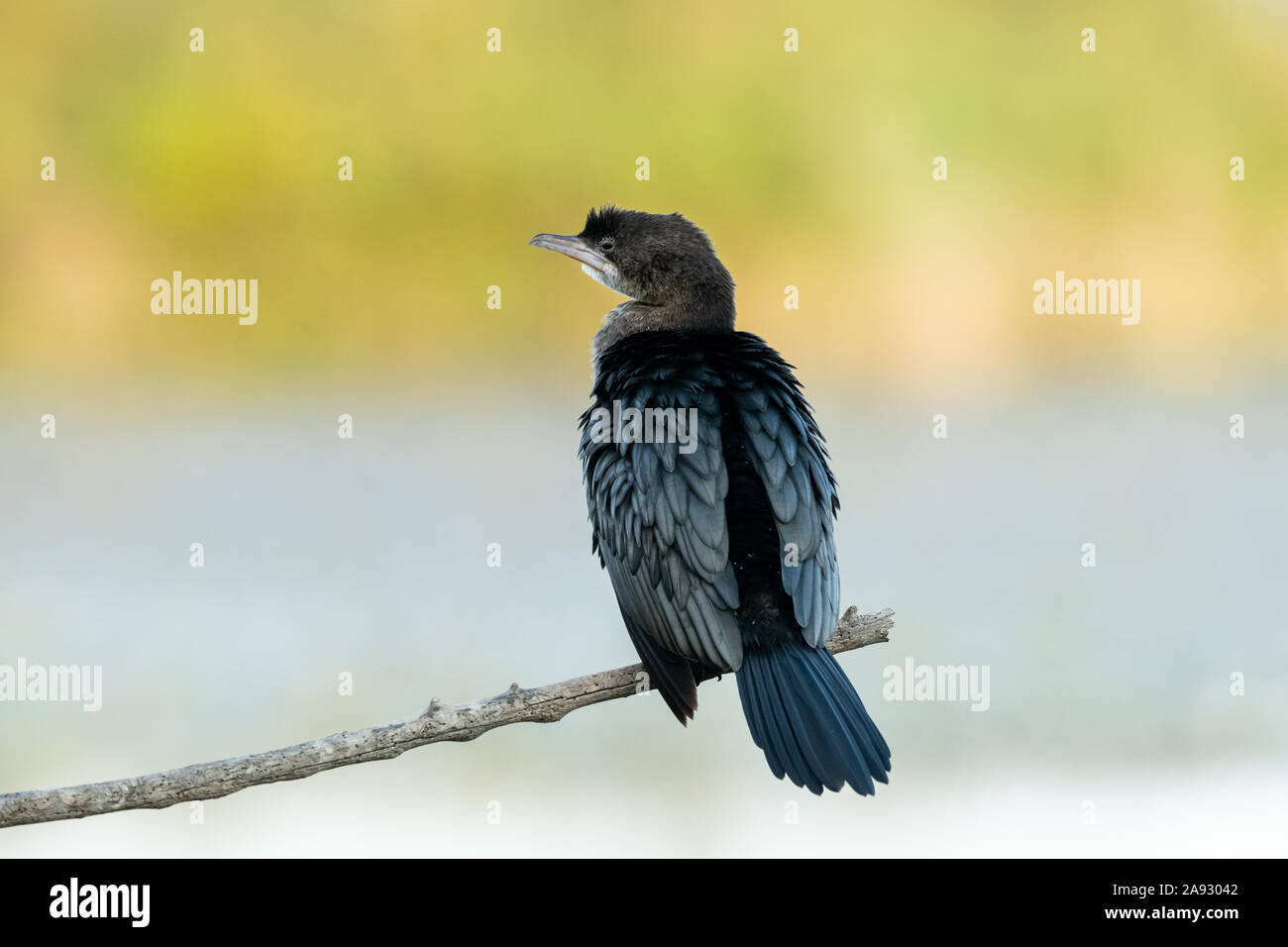 A Pygmy cormorant (Microcarbo pygmaeus) resting on a small branch near ...