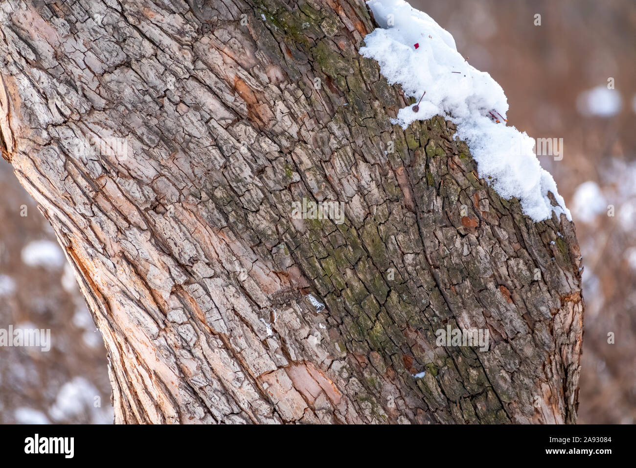 The texture of the bark of an old apple tree. Detailed bark texture ...