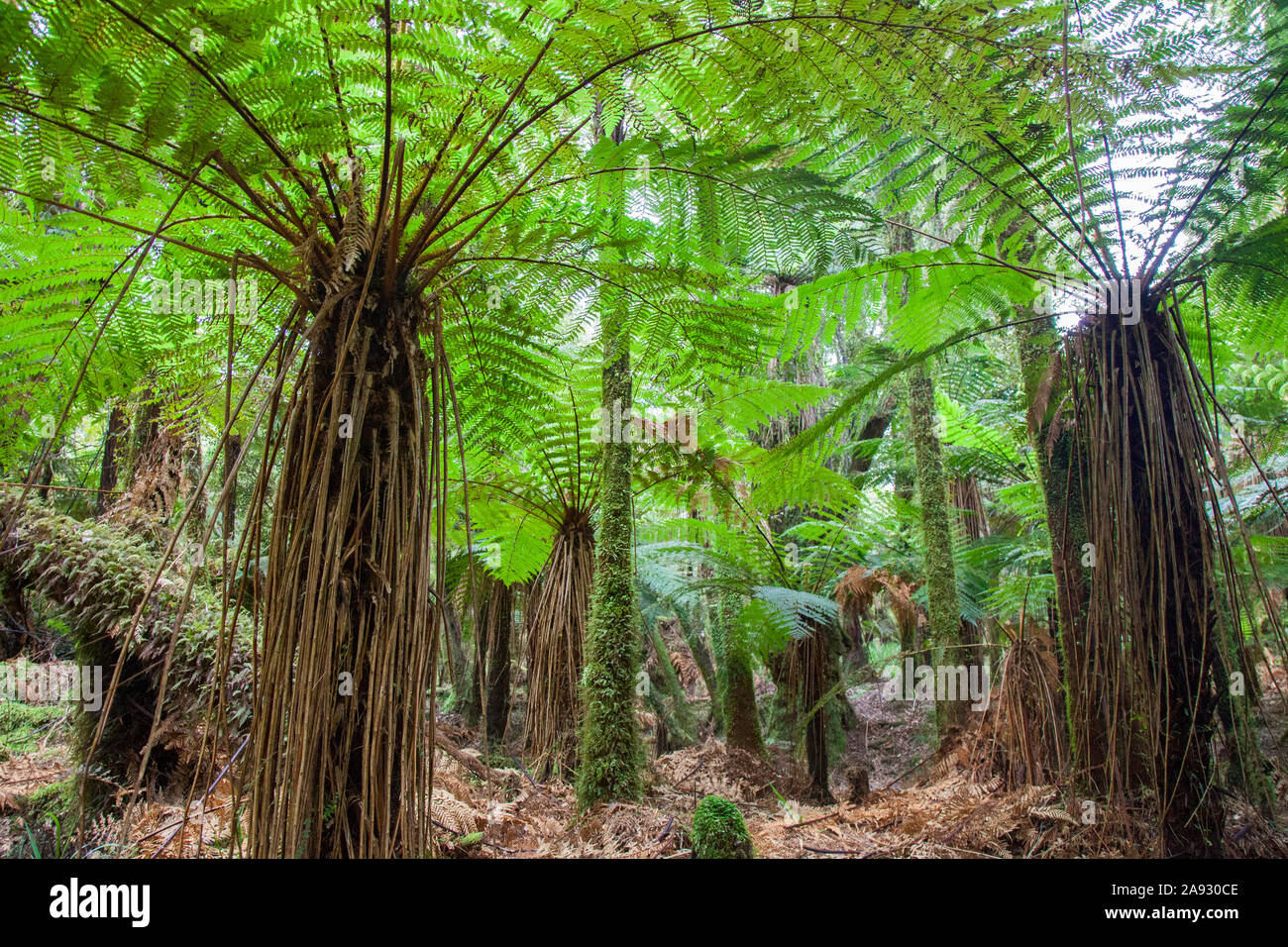 Dense low forest hi-res stock photography and images - Alamy