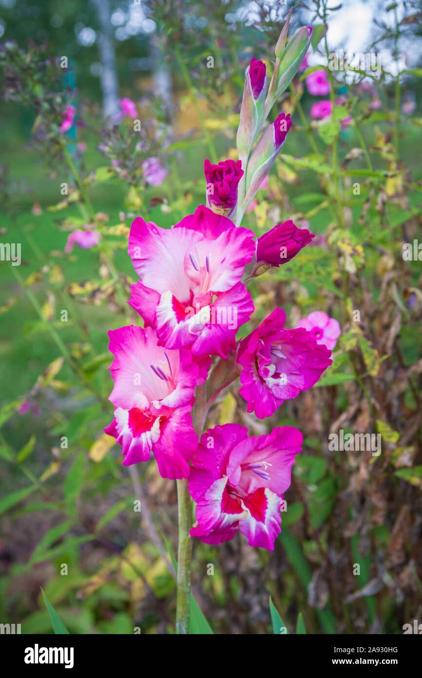 Pink gladiolus flower grows in the garden in summer Stock Photo - Alamy