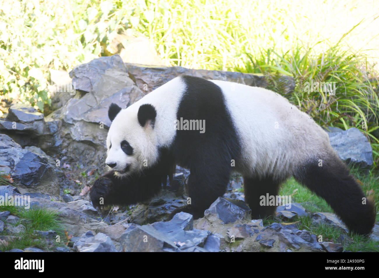 giant panda walking in the forest Stock Photo - Alamy