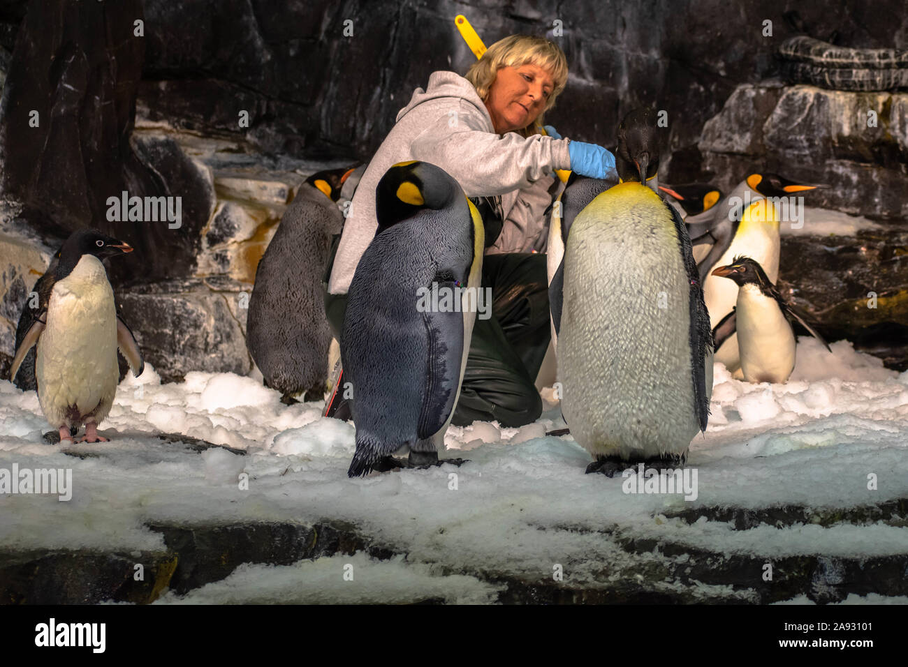 Orlando, Florida. November 06, 2019. Woman stroking penguins at ...