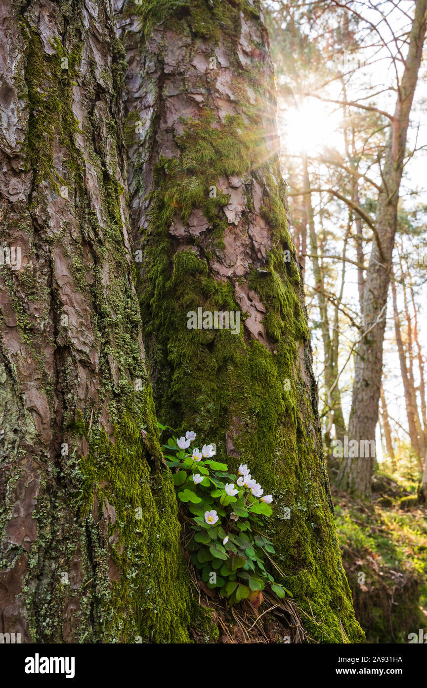 Wood anemones growing on tree trunk Stock Photo - Alamy