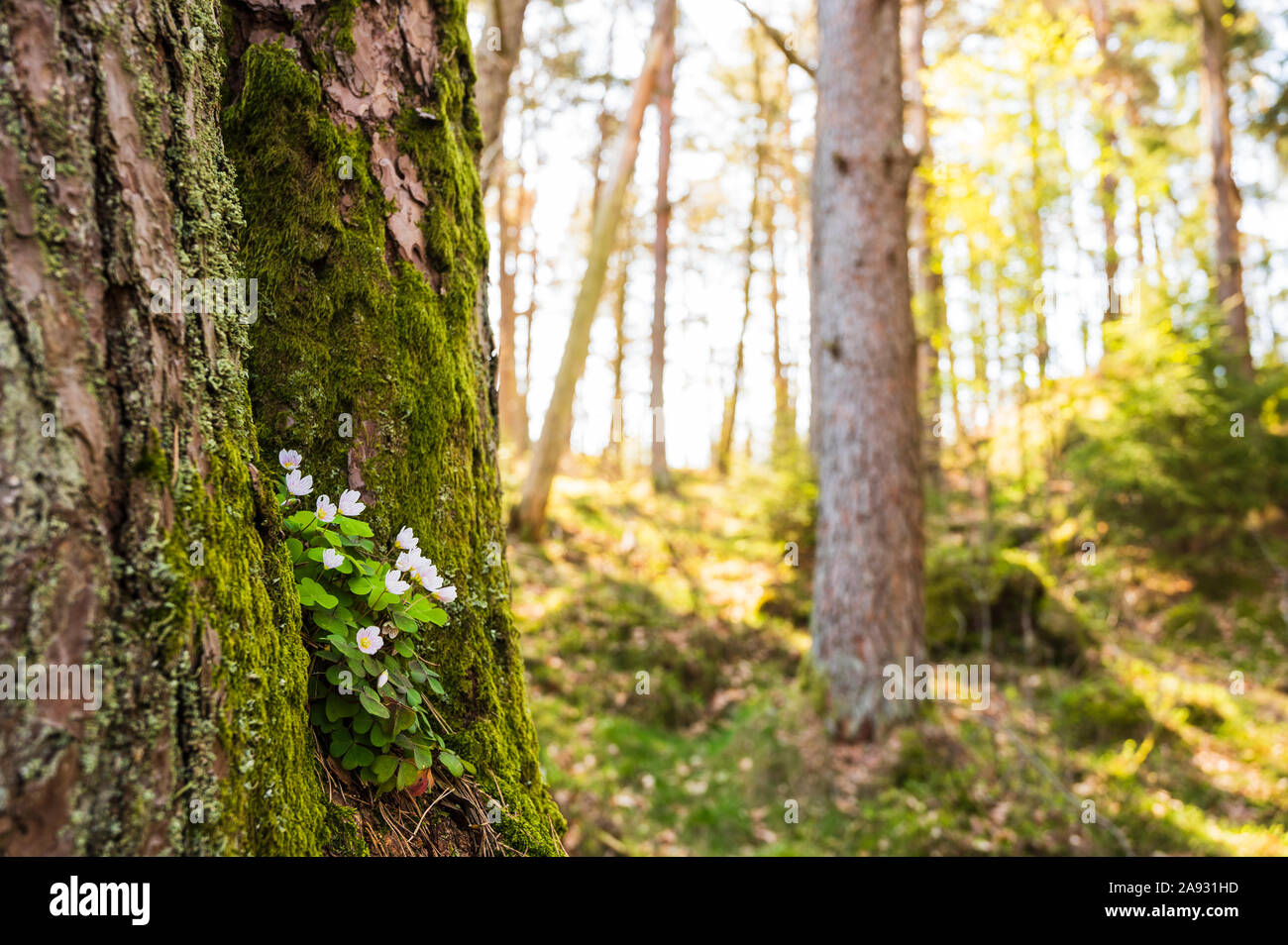 Wood anemones growing on tree trunk Stock Photo - Alamy