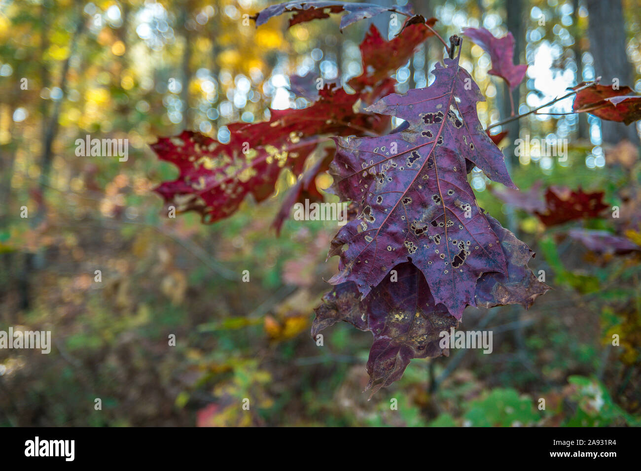 A grouping of purple maroon and crimson oak leaves hanging from a tree ...